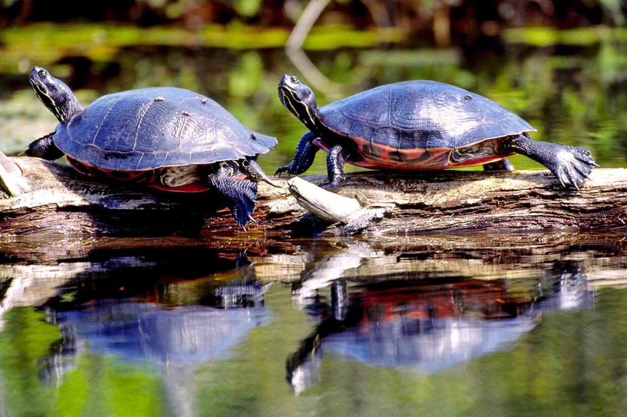 MassWildlife Monthly June 2024 | Mass.gov